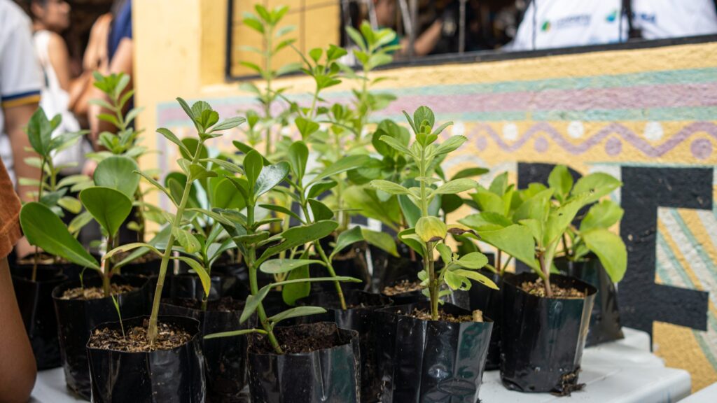 Semam incentiva arborização urbana e conscientiza a população com o ...